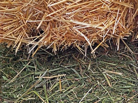 Hay Vs Straw Cottin S Hardware