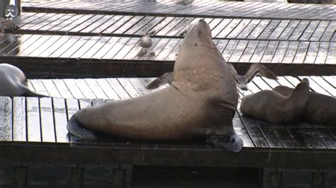 Chonkers The Giant Steller Sea Lion Stealing Hearts At San Francisco