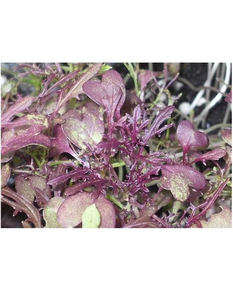 Brassica Rapa Japonica Seeds