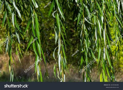 Weeping Willow Tree Leaves