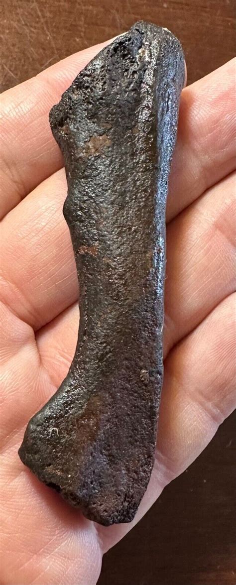 Rare Fossil Alligator Snapping Turtle Ulna Macrochelys Florida Blancan 4686854724