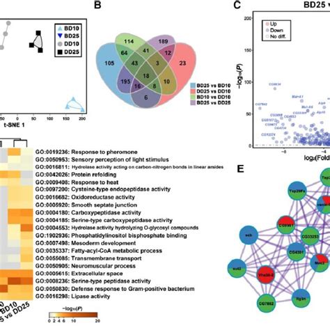 Polya Rna Seq Of Adult Male Heads A T Sne Dimension Reduction