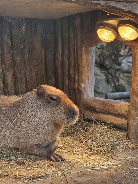 인생은 카피바라처럼 따끈한 군고구마같은 카피바라 Daum 카페