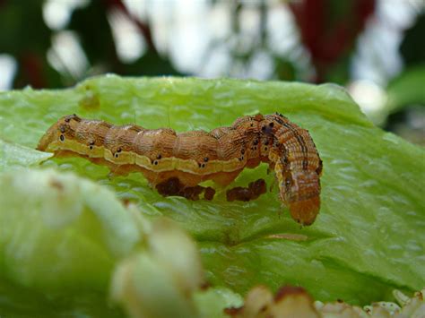 고추 담배나방 초기 방제 중요 농사정보