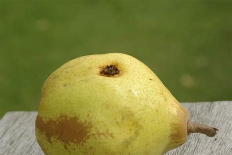 Pear Rust The Giving Grove