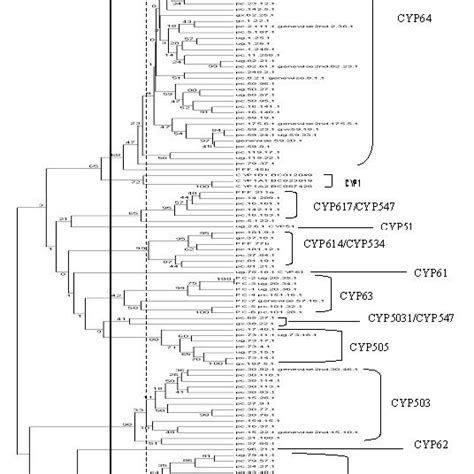 P450ome Of The White Rot Basidiomycete Phanerochaete Chrysosporium