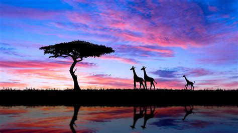 African Sunset Silhouettes Giraffes By The Tree In 4k Ultra Hd