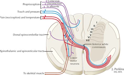 Spinoreticular Tract Pathway