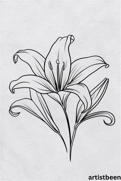 60 Easy Lily Drawing Ideas For Beginners Artist Been Lilies