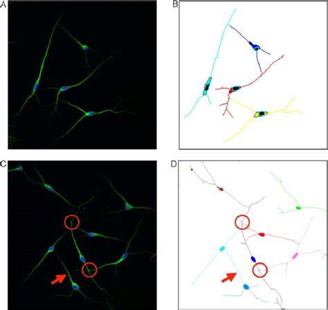 the neurite tracing results generated by neuroncyto ii for the images