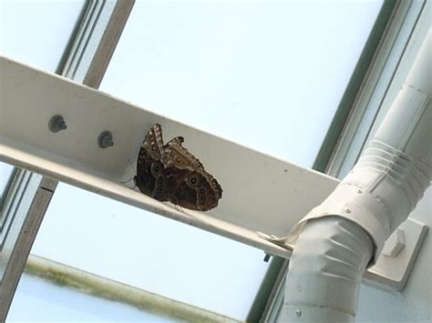 Butterfly Sex By Chess411 On Deviantart