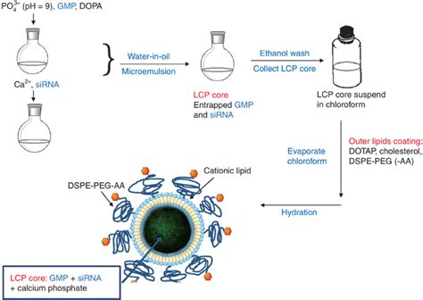 A Schematic Illustration Of The Preparation Procedure Of GMP And Or Download Scientific