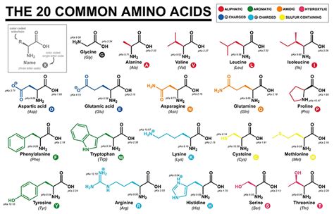 Amino Acid Structure Chart