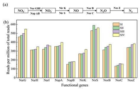 Nitrogen Metabolic Pathways A And The Functional Genes Of Nitrogen