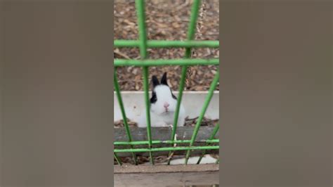 하얗고 작은 귀여운 아기 토끼 🐰 Youtube