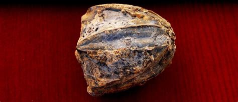 Blastoid Member Collections The Fossil Forum