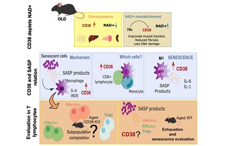 T Lymphocytes In Aging Cd38 As A Novel Contributor Between