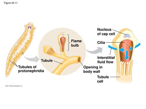 Osmoregulation And Excretion Ppt Download