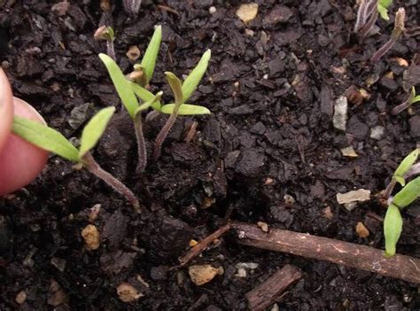 Pricking And Pinching Out Seedlings Plantinfo
