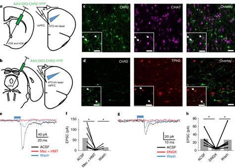 Characterization Of The Functional Inputs From Cholinergic Neurons In Download Scientific