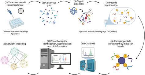 Unravelling G protein‐coupled receptor signalling networks using global ...