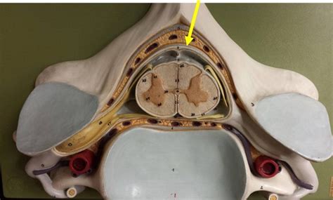Lab Test 3 Spinal Cord Flashcards Quizlet