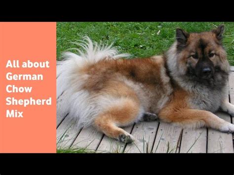 Chow German Shepherd Mix