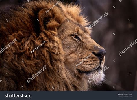 Portrait Male African Lion Stock Photo Shutterstock