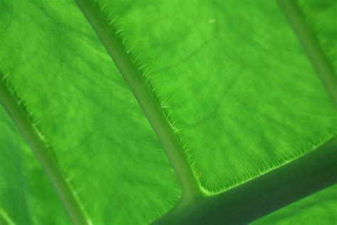 무료 이미지 자연 구조 들 햇빛 꽃 선 녹색 식물학 엽록소 정원 닫기 플로라 닫다 이파리 정맥 바나나 잎 연한 초록색 뒷등 매크로 사진