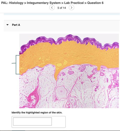 Solved PAL Histology Integumentary System Lab Practical Chegg Com