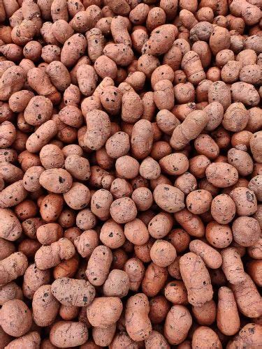 Expanded Clay Aggregate Size 8 Mm At ₹ 20kg In Nashik Id