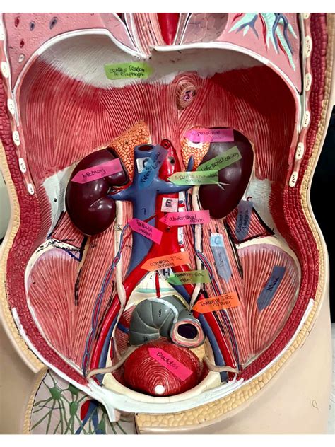Git Models Labled Pdf