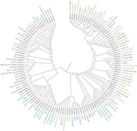 鲍曼不动杆菌噬菌体的分离、基因组测序、临床前研究和临床应用进展 Current Microbiology X Mol