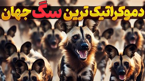سفر به دنیای دموکراتیک‌ترین سگ‌های وحشی آفریقا شکارچیان بی‌رحم و