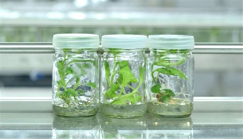 Tissue Culture Container At Rs 11piece Tissue Culture Container In