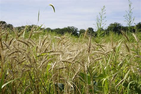 Northeast Grain Gab