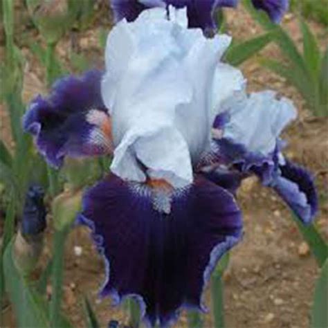 Iris Belle De Nuit