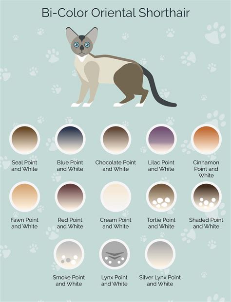 Fawn Color Cat