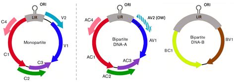 Gene Overlapping As A Modulator Of Begomovirus Evolution