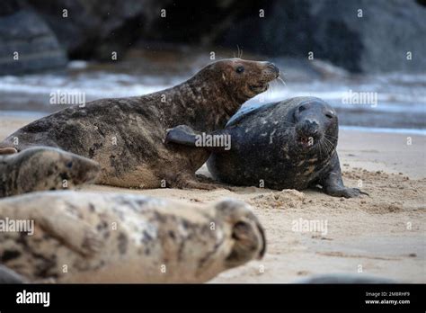 Exploring The Grey Seal A Look At The Species Behavior And Habitat Tlvh