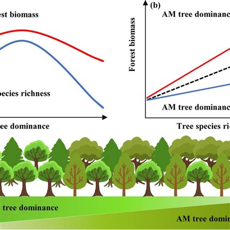 Mycorrhizal Dominance Influences Tree Species Richness And Richness Biomass Relationship In