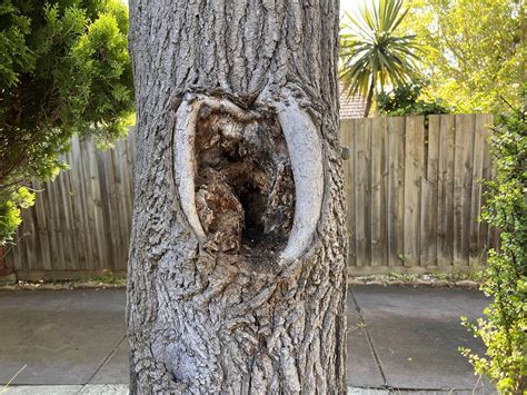 Help Identifying This Larvae R Whatsthisbug