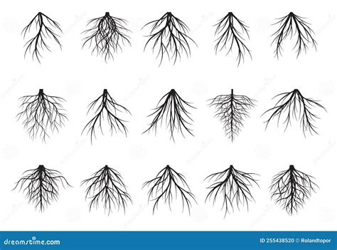 Black Tree Roots Vector Illustration Stock Vector Illustration Of
