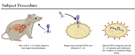 Figure 1 From The Use Of The λ Bacteriophage To Neutralize The