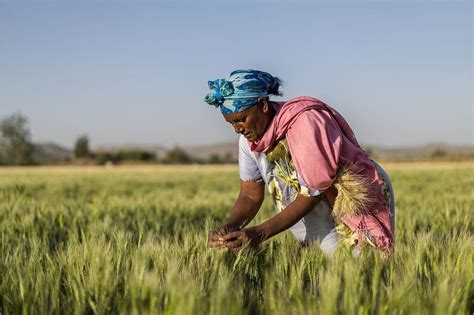 Project Supports Ethiopian Wheat Production World Grain