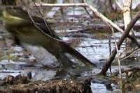 Sounds Of American Bullfrog Lithobates Catesbeianus