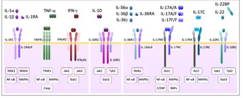 Cytokines Involved In Hidradenitis Suppurativa Hs Pathogenesis And Download Scientific