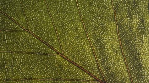 Linear Leaf Pattern Stock Video Footage 4k And Hd Video Clips Shutterstock