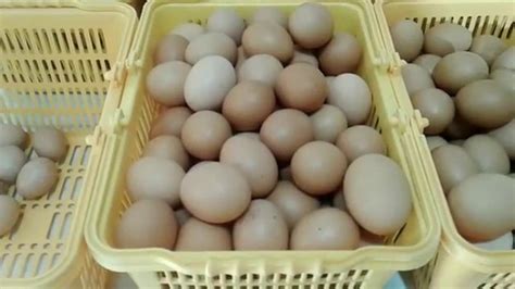 💟참샘골 봄소식~🌸 이번주는~🐣 어린이날 공휴일로 월마감목금 순차적으로 발송드립니다~🐣🐓 발송일을 확인하시고 여유있게 주