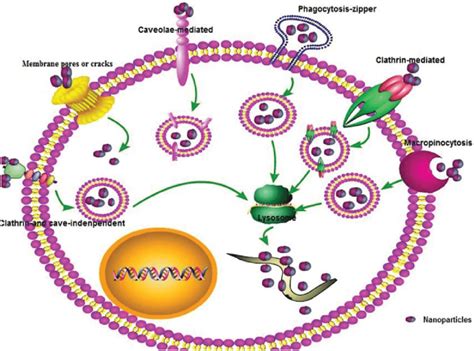 The Cellular Uptake Pathways Of Nanoparticle Download Scientific Diagram
